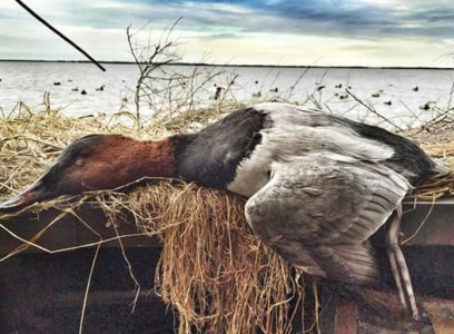 Wisconsin Duck Hunts | Mississippi River Waterfowl Hunting Outfitter